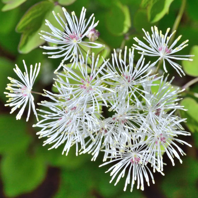 thalictrum diffusiflorum