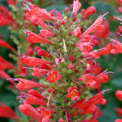 agastache firebird