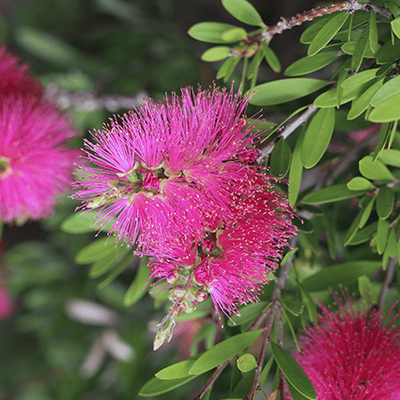 callistemon linearis