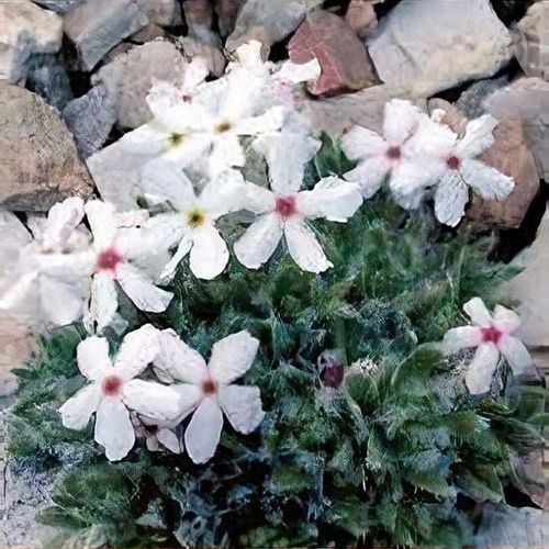 Previous Next 1 of 2