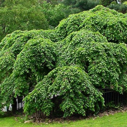 Previous Next 1 of 3