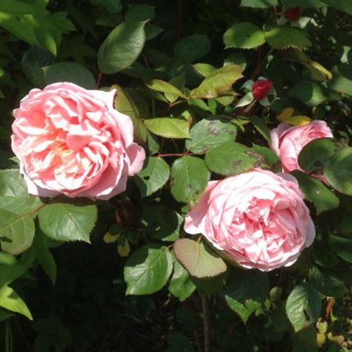 Previous Next 1 of 3