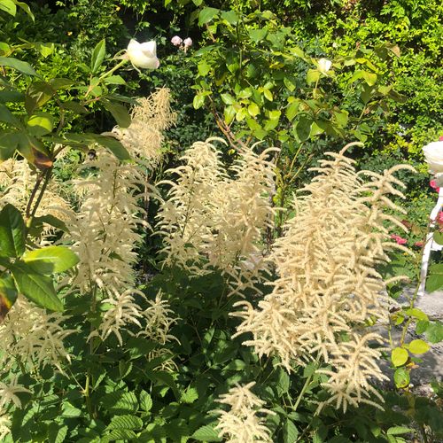 aruncus dioicus uk