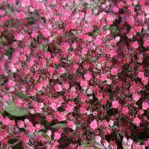 sedum robustum ruby glow