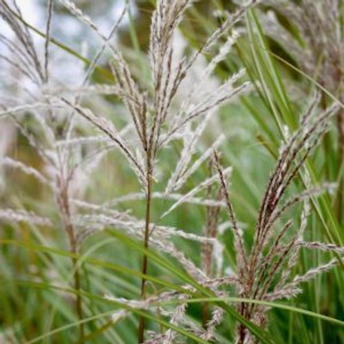 miscanthus starlight