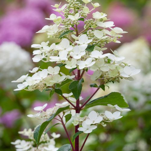 hydrangea paniculata wims red