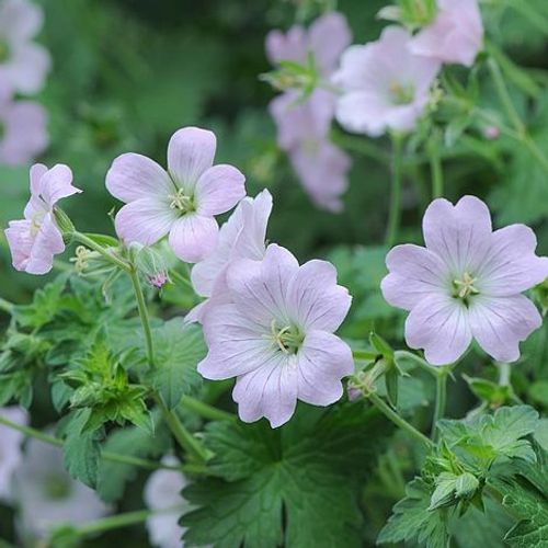 geranium dreamland