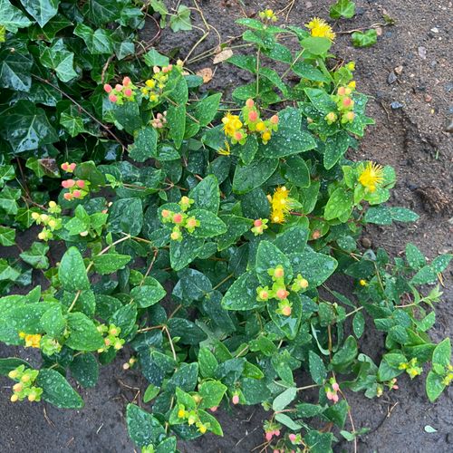 hypericum inodorum uk
