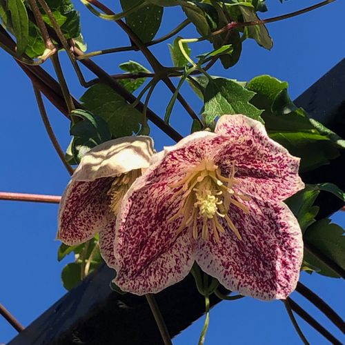 freckles clematis