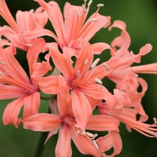 nerine bowdenii
