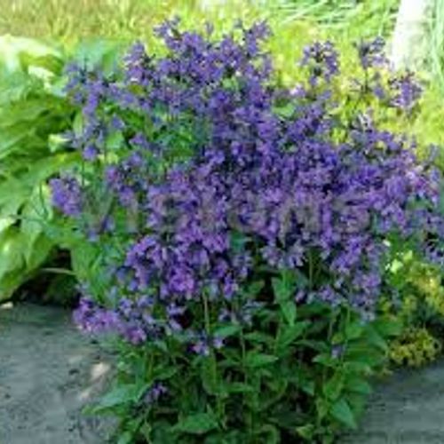 nepeta andre chaudron