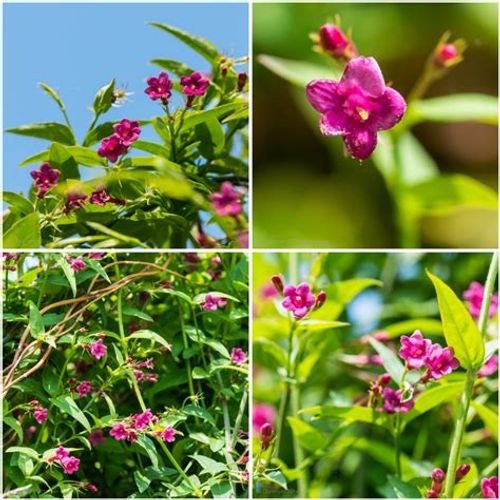 pink jasminum beesianum