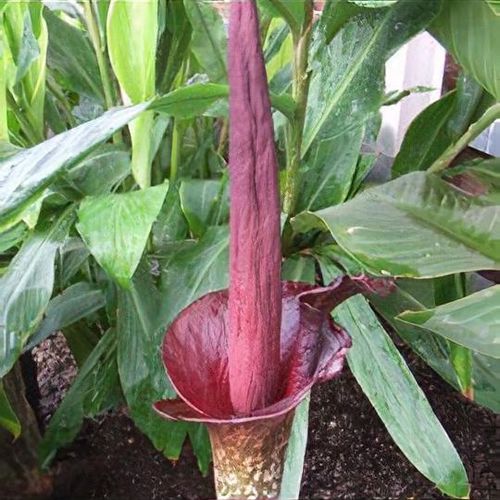 Amorphophallus Rivieri