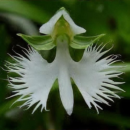 Habenaria Radiata