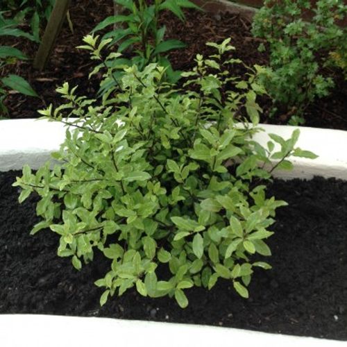 Variety or Cultivar
