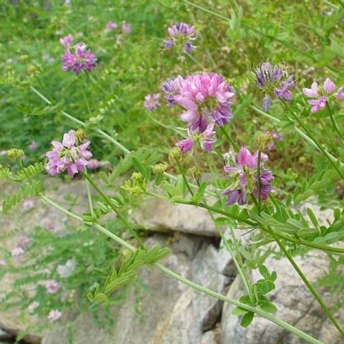 Crown Vetch Ground Cover