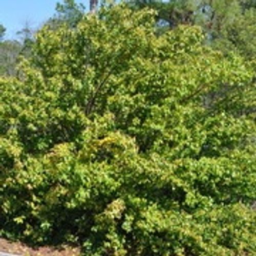 Xylosma Congesta