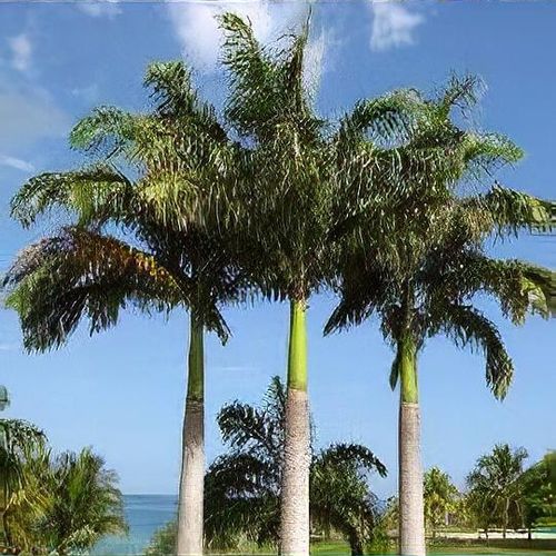 Roystonea Regia