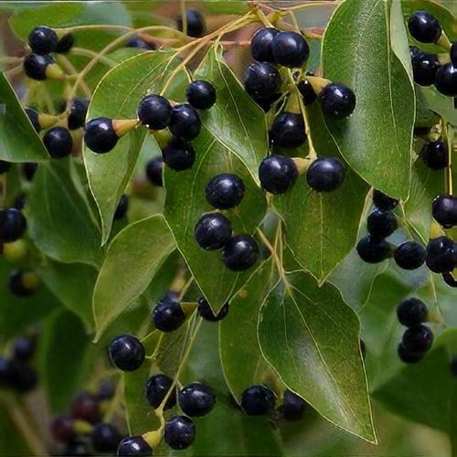 Camphor Tree Seeds