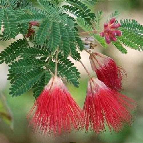 Fairy Duster Pruning