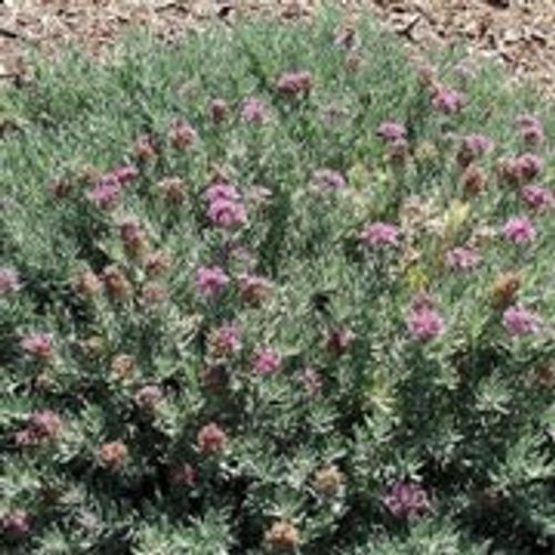 Creeping Germander Teucrium Chamaedrys Pro Status
