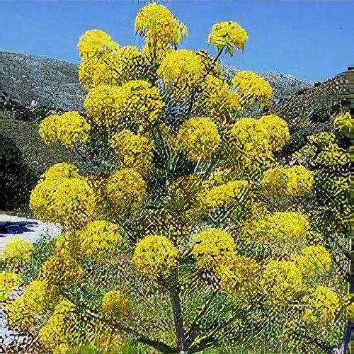 Asafoetida Tree