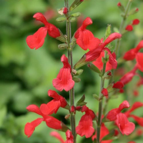 Previous Next 1 of 2