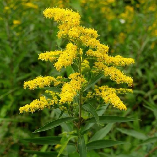 Solidago Arguta