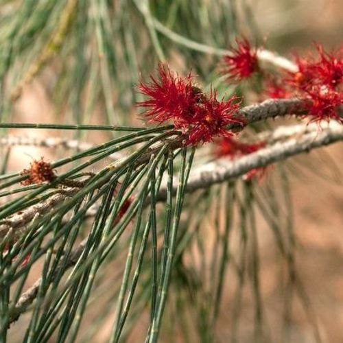 Casuarina Stricta