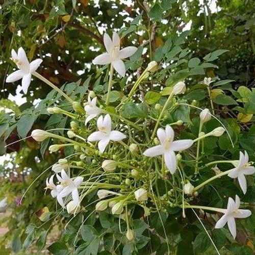 Millingtonia Hortensis