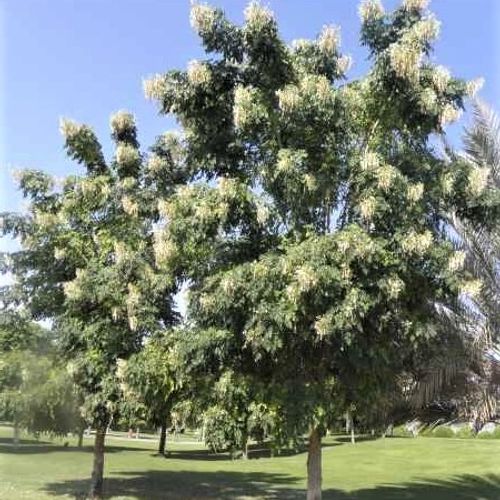 Millingtonia Hortensis