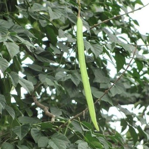 Millingtonia Hortensis