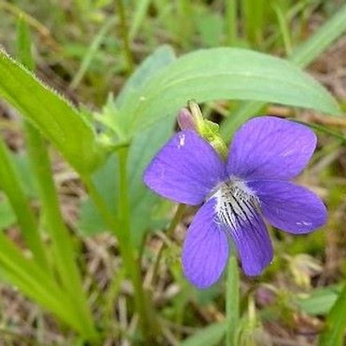 Viola Sagittata