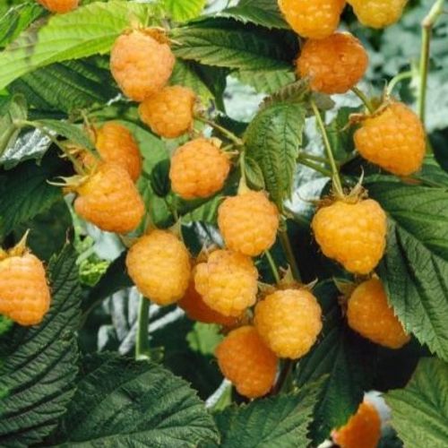 Previous Next 1 of 2