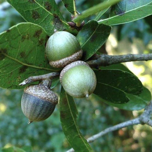 Quercus Laurifolia Acorn
