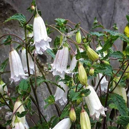 Previous Next 1 of 3