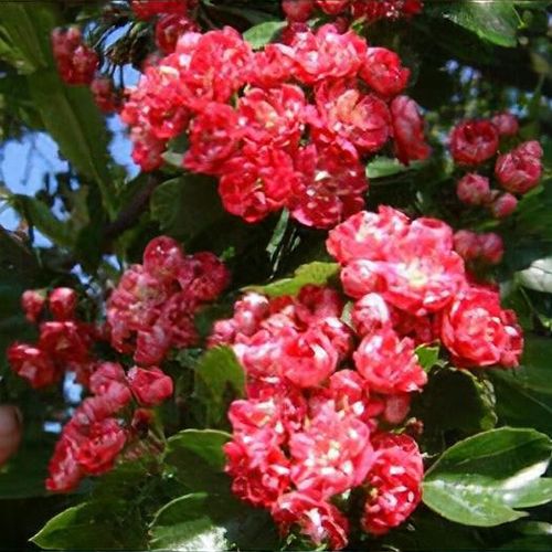 Previous Next 1 of 5