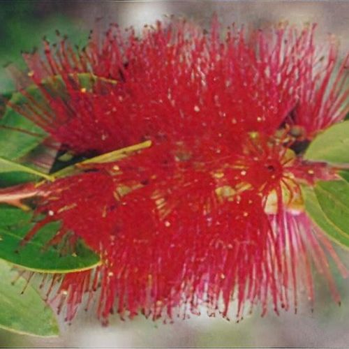 callistemon citrinus 'splendens