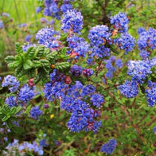 ceanothus dark star uk