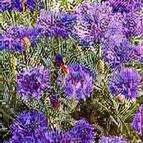 cornflower dwarf blue midget