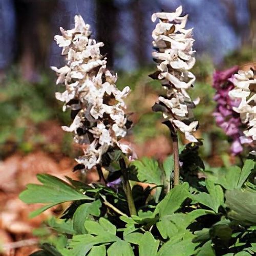 corydalis cava