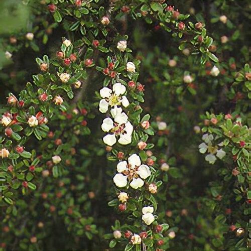 white cotoneaster