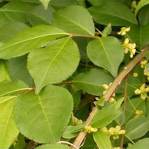 euonymus alatus pruning