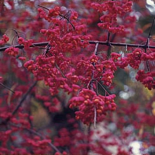 euonymus red cascade