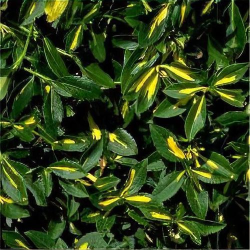 euonymus fortunei leaf