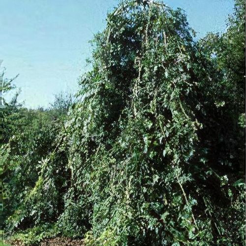 fraxinus excelsior pendula