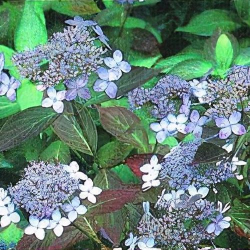 hydrangea serrata uk