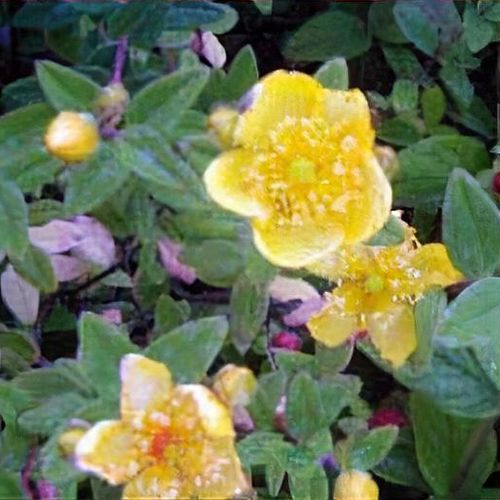 hypericum forrestii