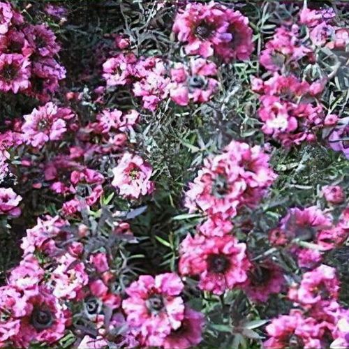 red damask shrub