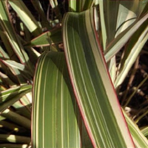 phormium tricolor